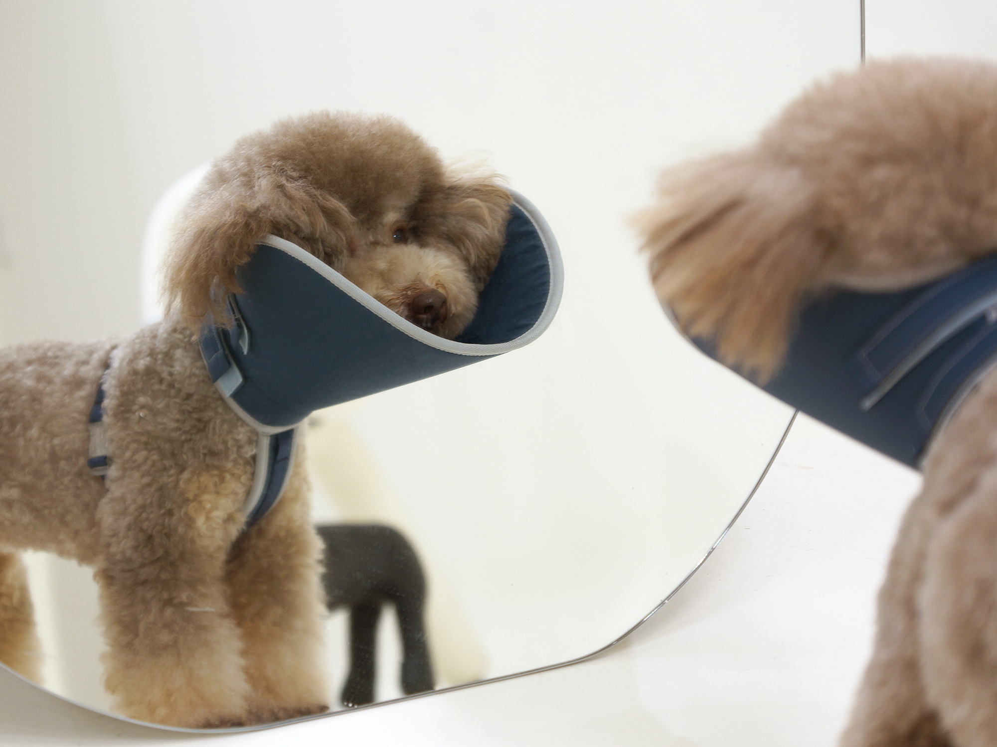 iF Design - tutu Half-Cone Collar