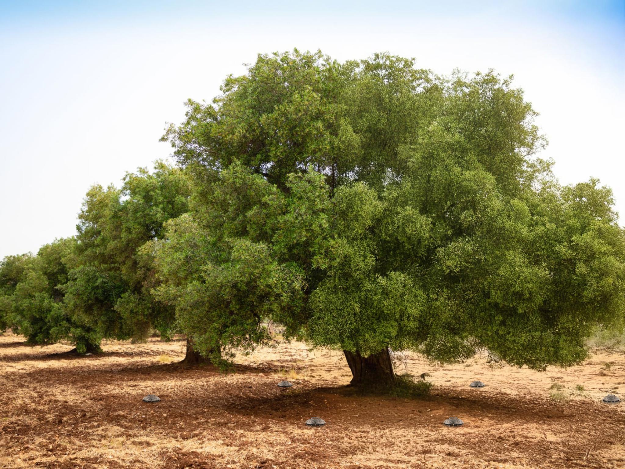 iF Design - Mycelial Composting Tube